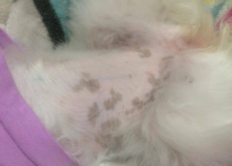 Black Spots On Dog s Skin Belly And Gums Causes Treatment Dogs