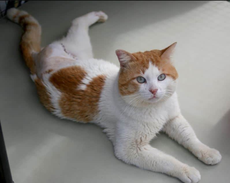 Cat Dragging Back Legs Causes And What To Do Dogs Cats Pets Cat Dragging Back Legs Causes And What To Do Dogs Cats Pets