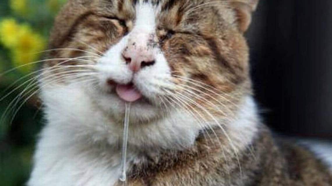 7 Reasons Why Your Cat Is Drooling Excessively Sick Or Happy Dogs